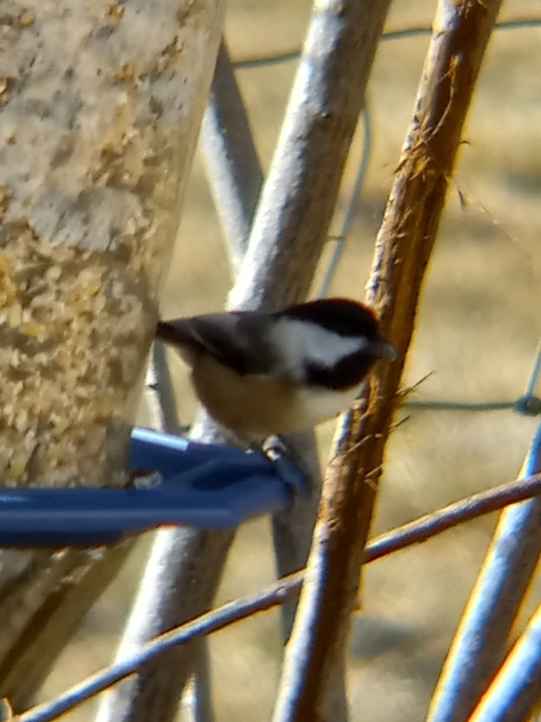 Black-capped Chickadee from Hightown, VA 24465, USA on December 24 ...