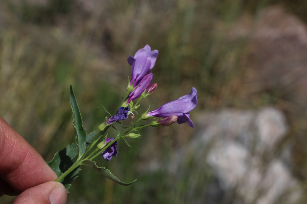 Venus Penstemon from Summit County, CO, USA on July 10, 2023 at 03:22 ...