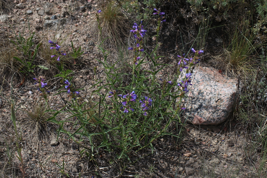 Watson's Penstemon from Summit County, CO, USA on July 10, 2023 at 03: ...