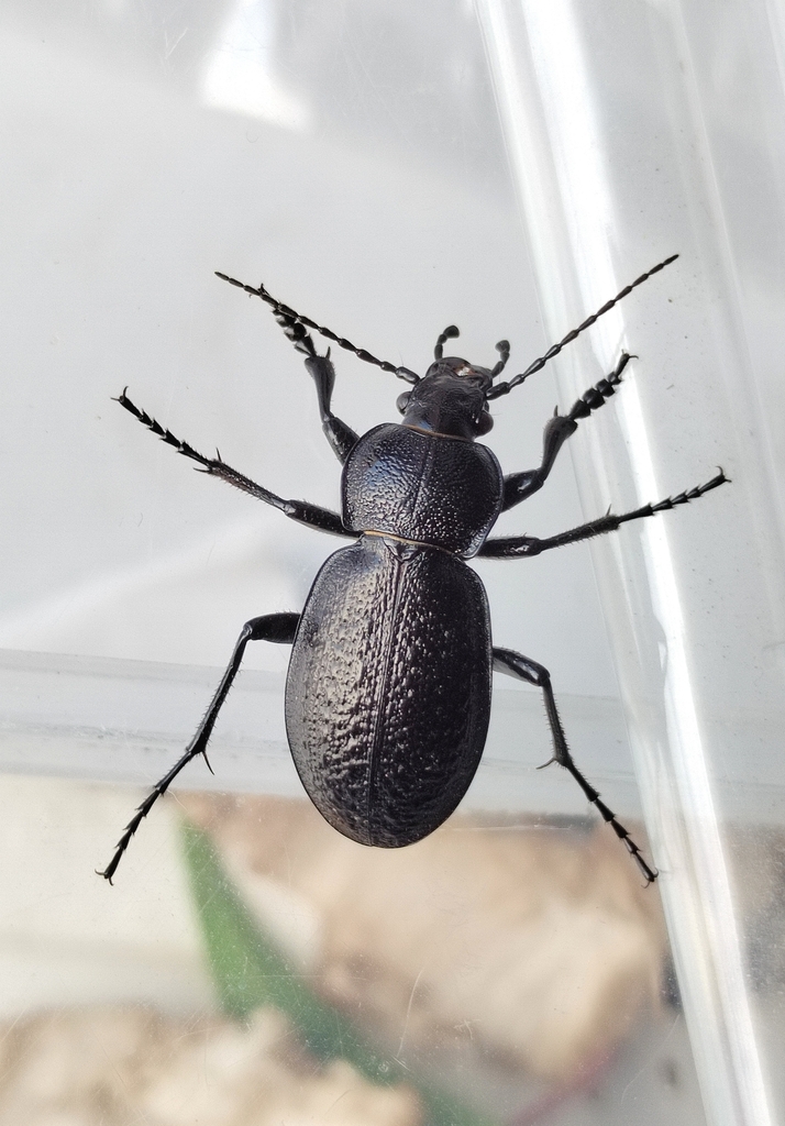 Carabus kruberi in June 2023 by 牟暖暖暖 · iNaturalist