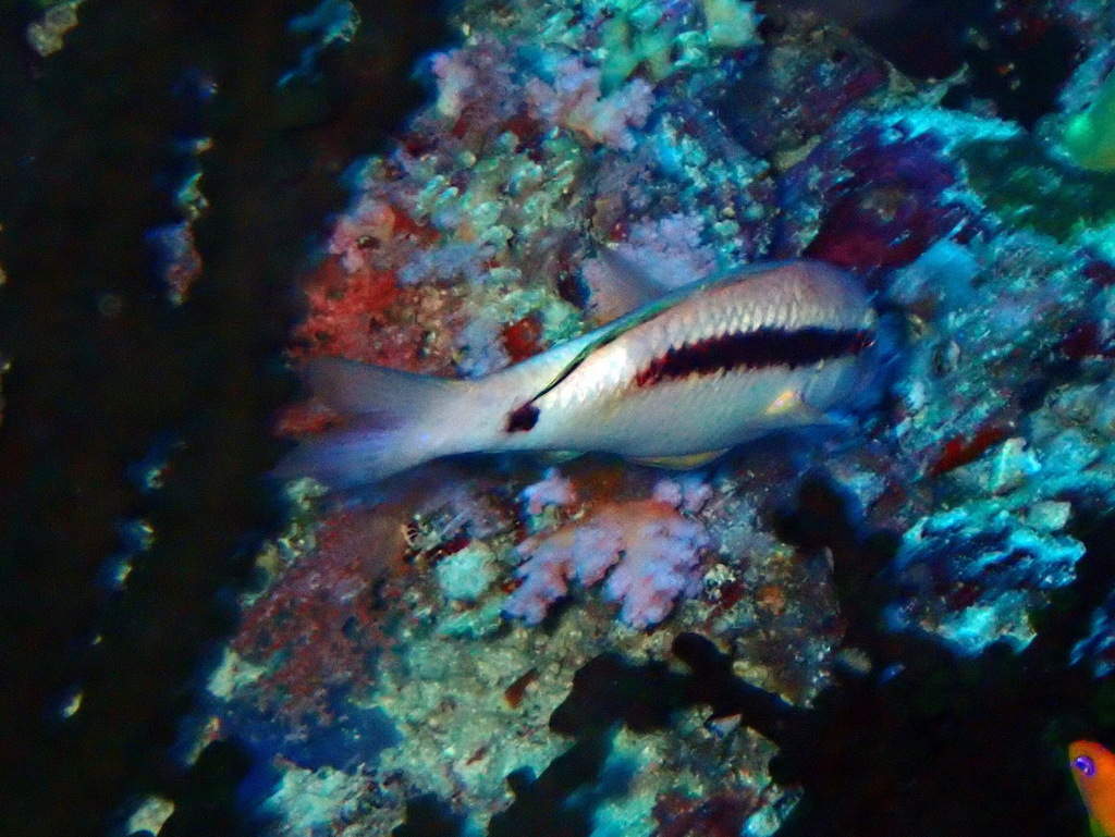 Longbarbel Goatfish from Gangehi, Ari, Maldives on December 17, 2023 at ...