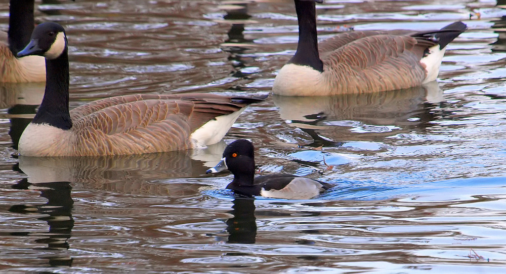 Ring-necked Duck from Richland College, Abrams Rd, Dallas Tx on ...