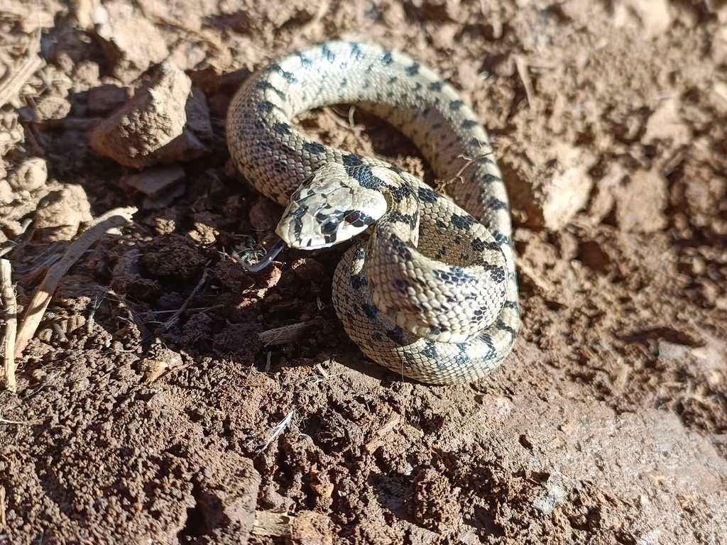 Ladder Snake from Valencia, España on December 24, 2023 at 01:35 PM by ...