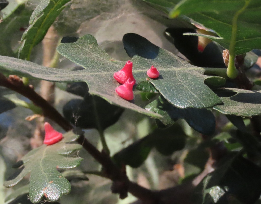 Red Cone Gall Wasp from 12906 Lancaster Rd, Oakdale, CA 95361, USA on ...