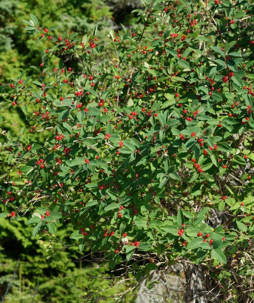 honeysuckles from Mackinac County, MI, USA on August 2, 2018 at 05:46 ...