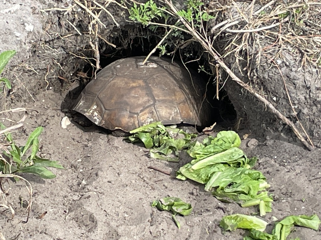 Gopher Tortoise in December 2023 by njgb · iNaturalist