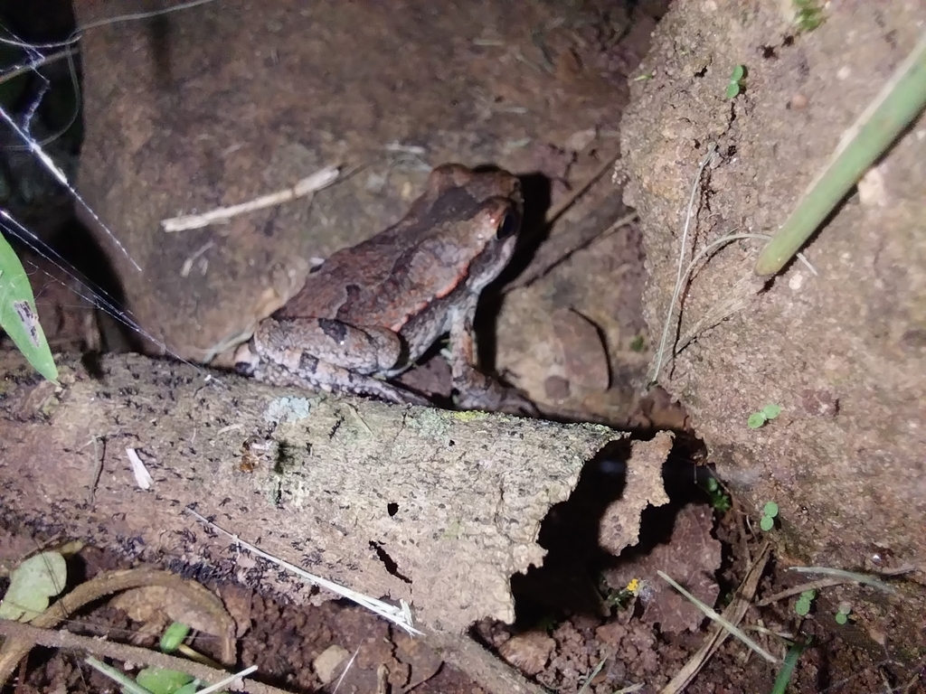 African Red Toad from Bux Farm, Outer West Durban, 3700, South Africa ...