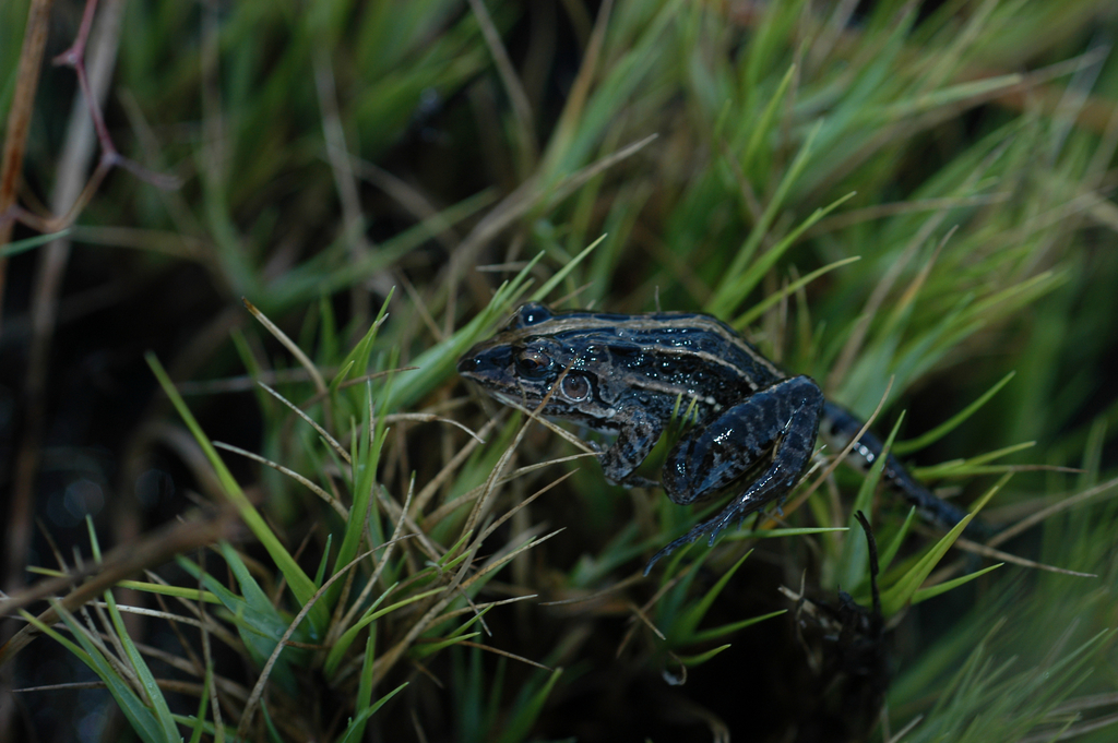 Neotropical Grass Frogs from Bragança - State of Pará, Brazil on July ...
