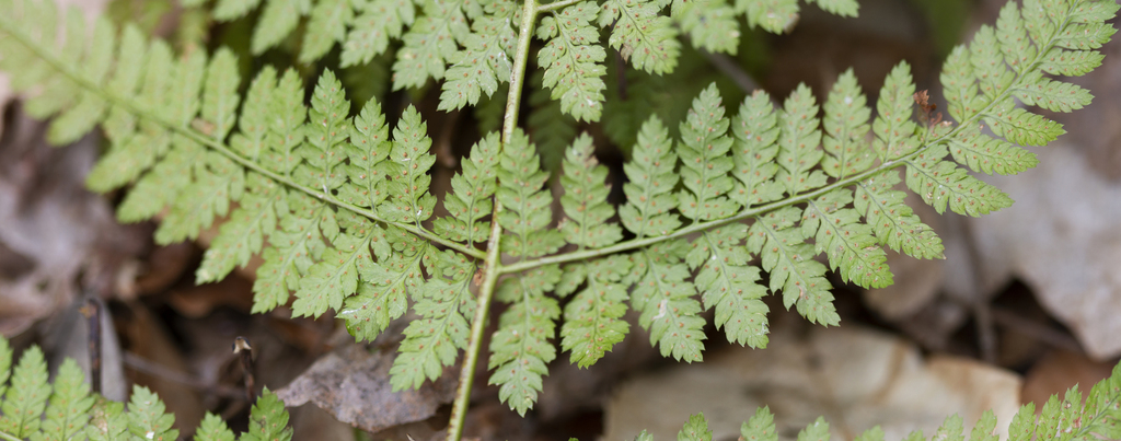 intermediate wood fern from Baltimore Woods Nature Center, Onondaga ...
