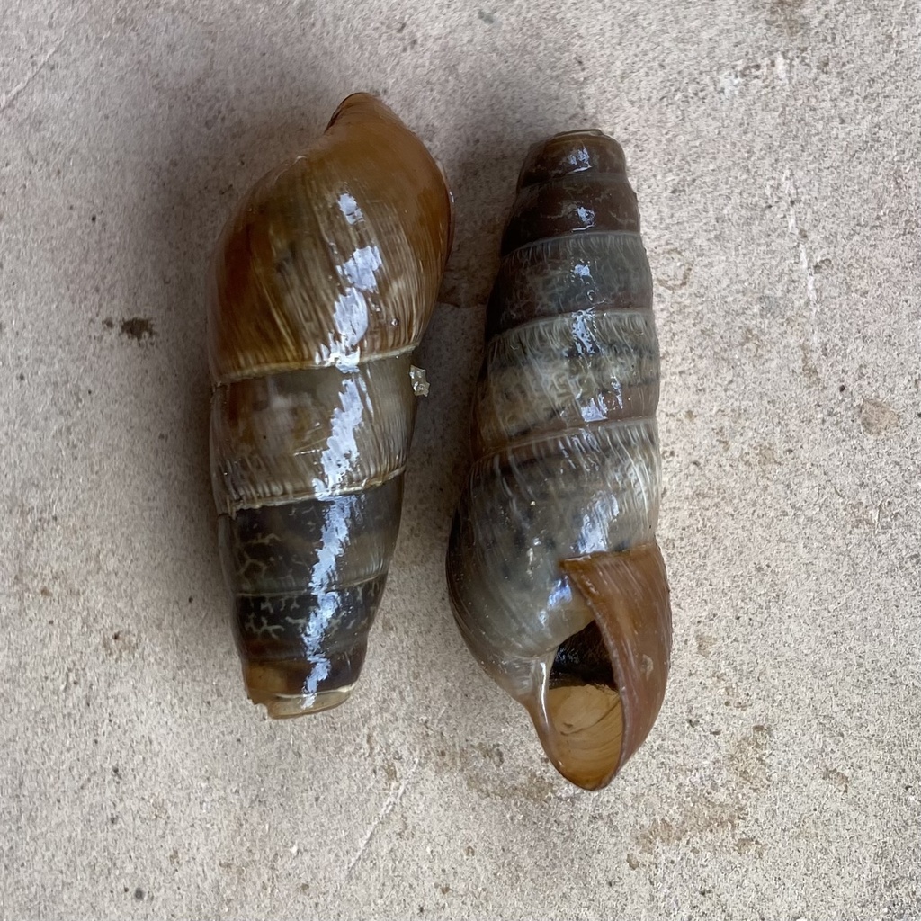 Decollate Snail from W South Mountain Ave, Phoenix, AZ, US on December ...