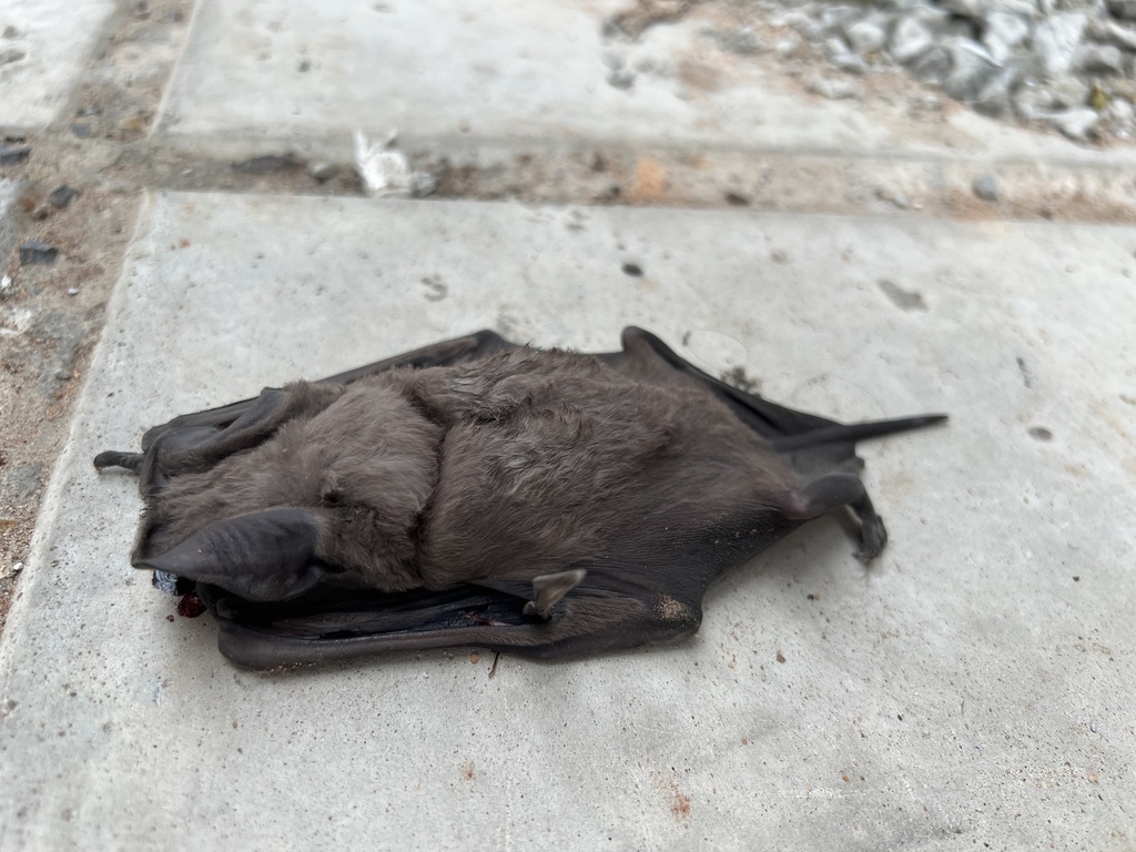 Western Bonneted Bat from Palma, Asunción, Dipartimento Centrale, PY on ...