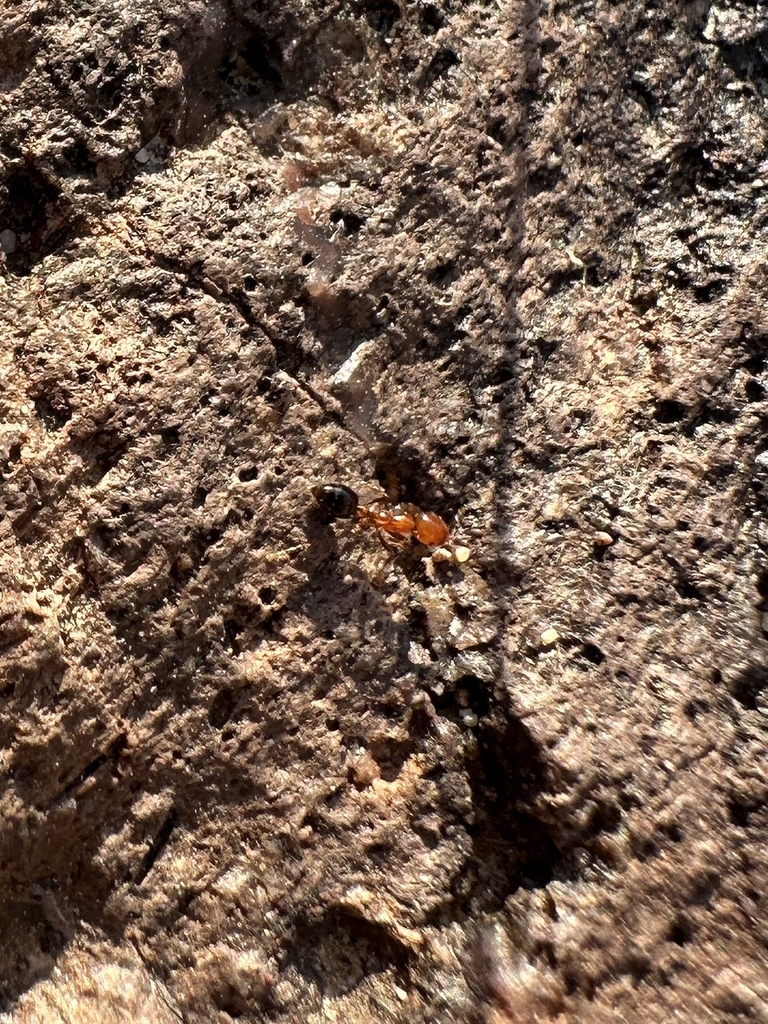 Southern Fire Ant from San Bernardino, California, United States on ...