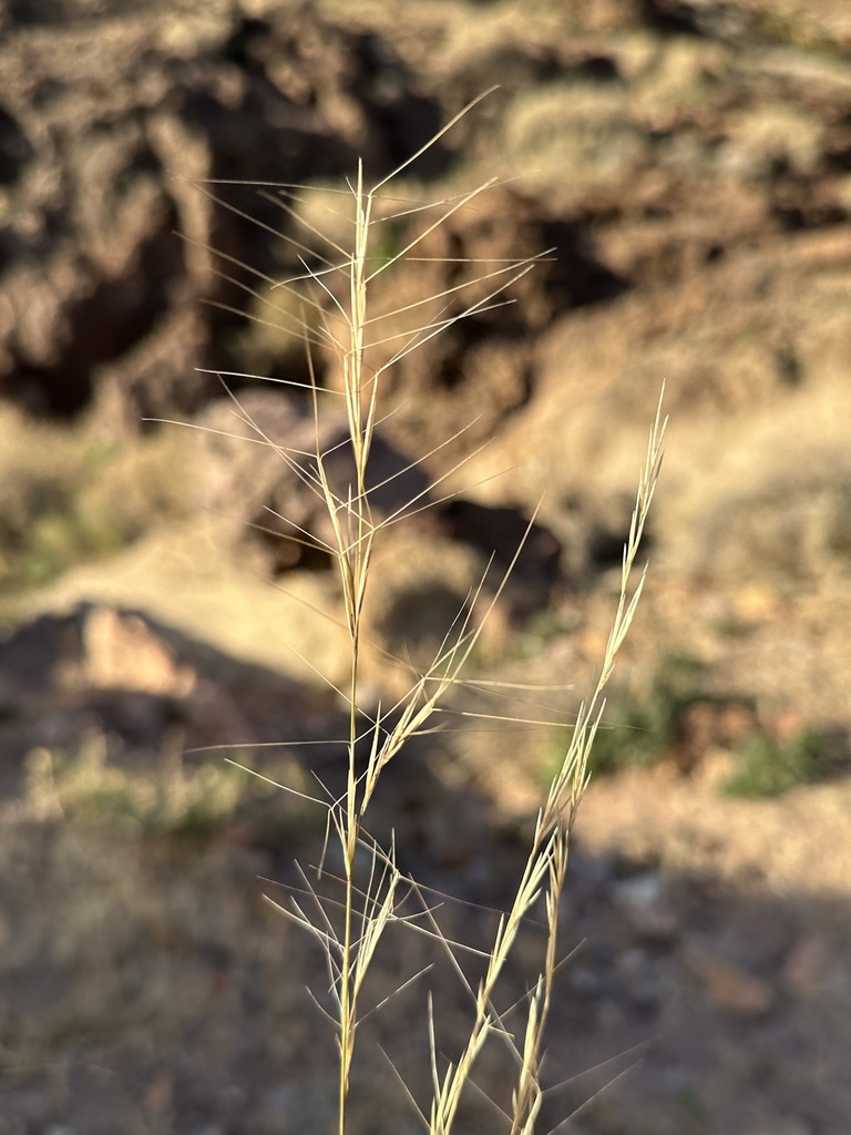 Purple Threeawn from San Bernardino, California, United States on ...