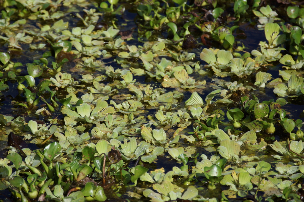 water lettuce from Sarasota County, FL, USA on December 17, 2023 at 12: ...