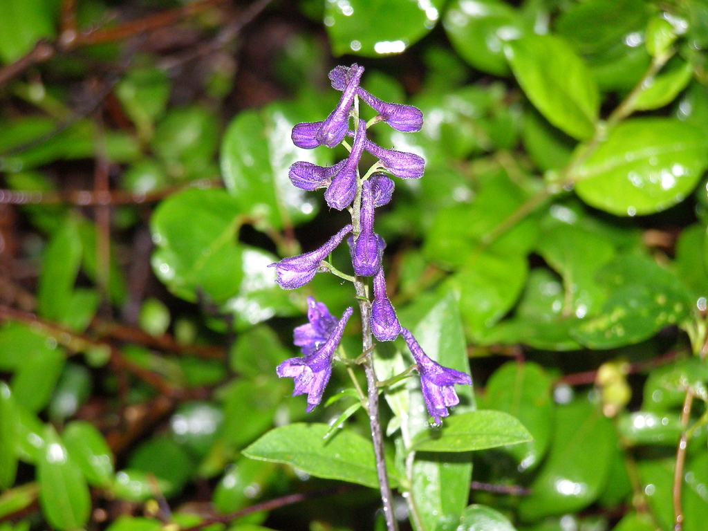 Northern Larkspur from North Slope Borough, AK, USA on July 20, 2006 at ...