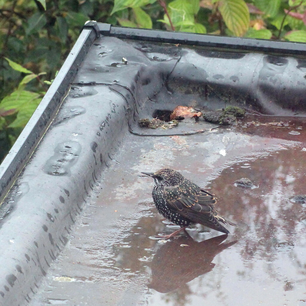 European Starling from Woking, UK on October 10, 2021 at 12:53 PM by ...