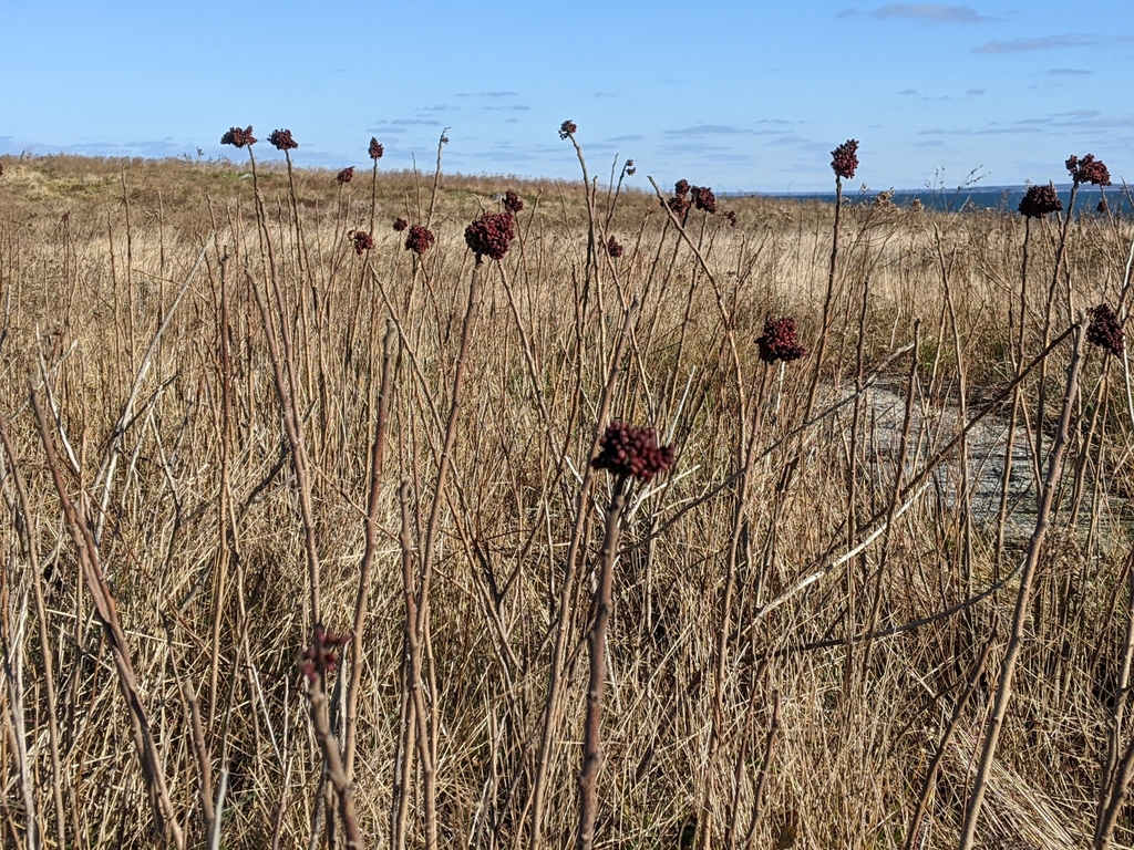 shining sumac from C3XH+W8, Gosnold, MA 02713, USA on December 12, 2023 ...