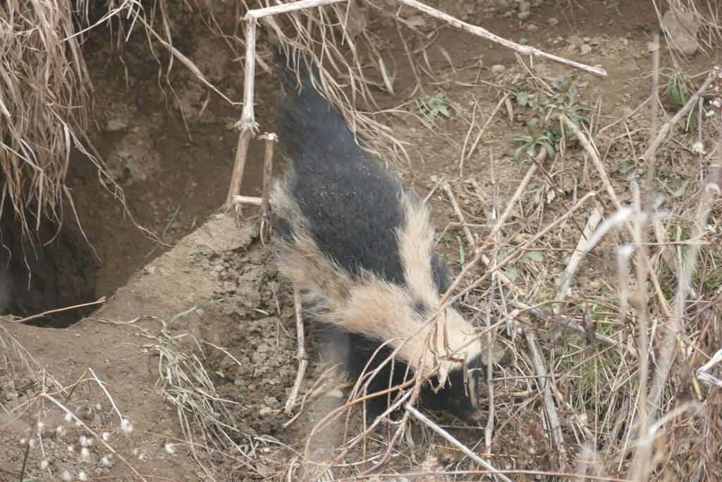 Striped Skunk from Somerset County, PA, USA on December 17, 2023 at 11: ...