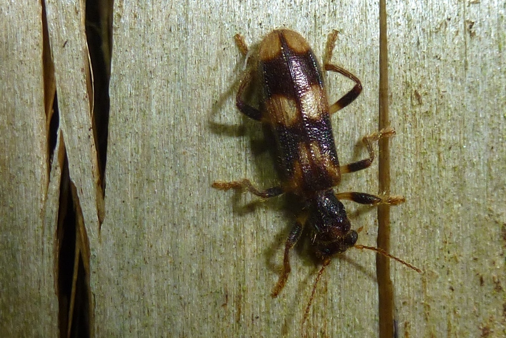 Opilo mollis from Ochsenberg, Kamenz, Deutschland on July 9, 2023 at 12 ...