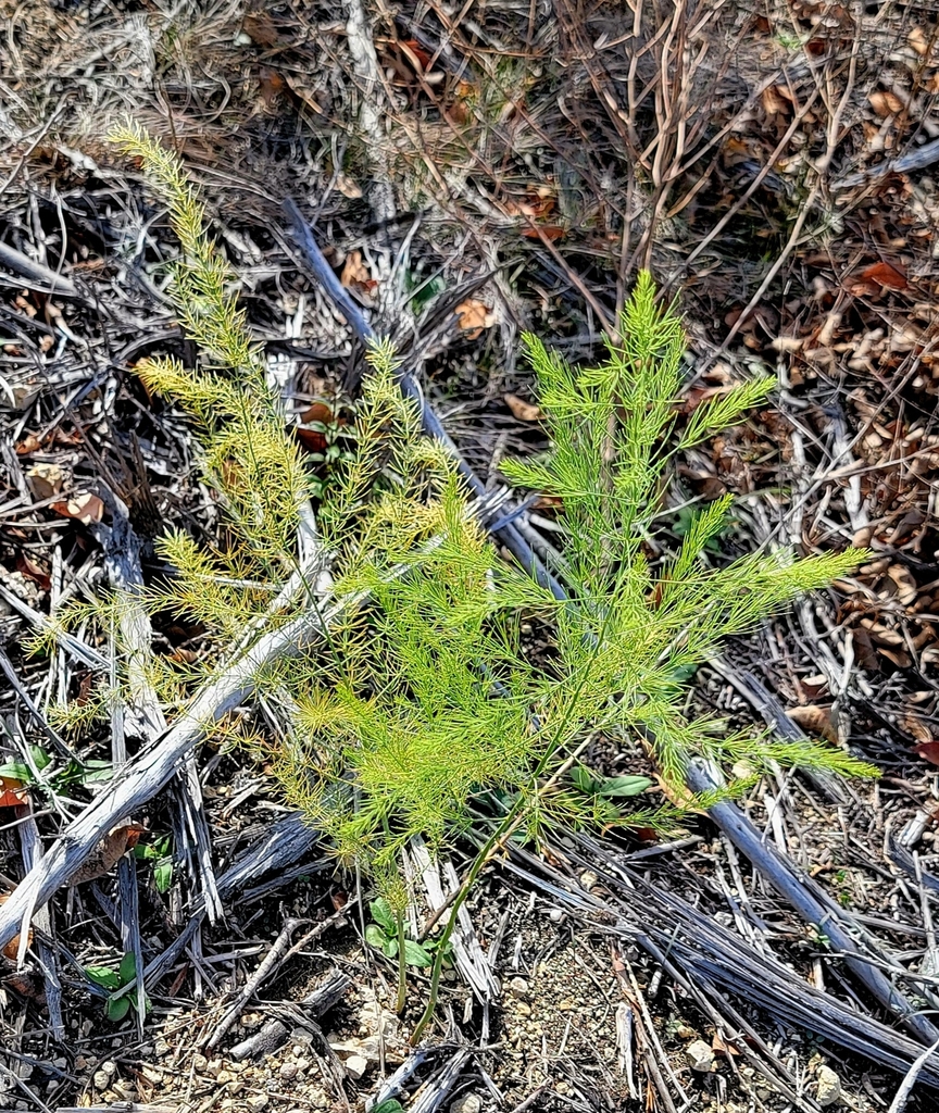 wild asparagus from West Meadowbrook, Fort Worth, TX, USA on December ...