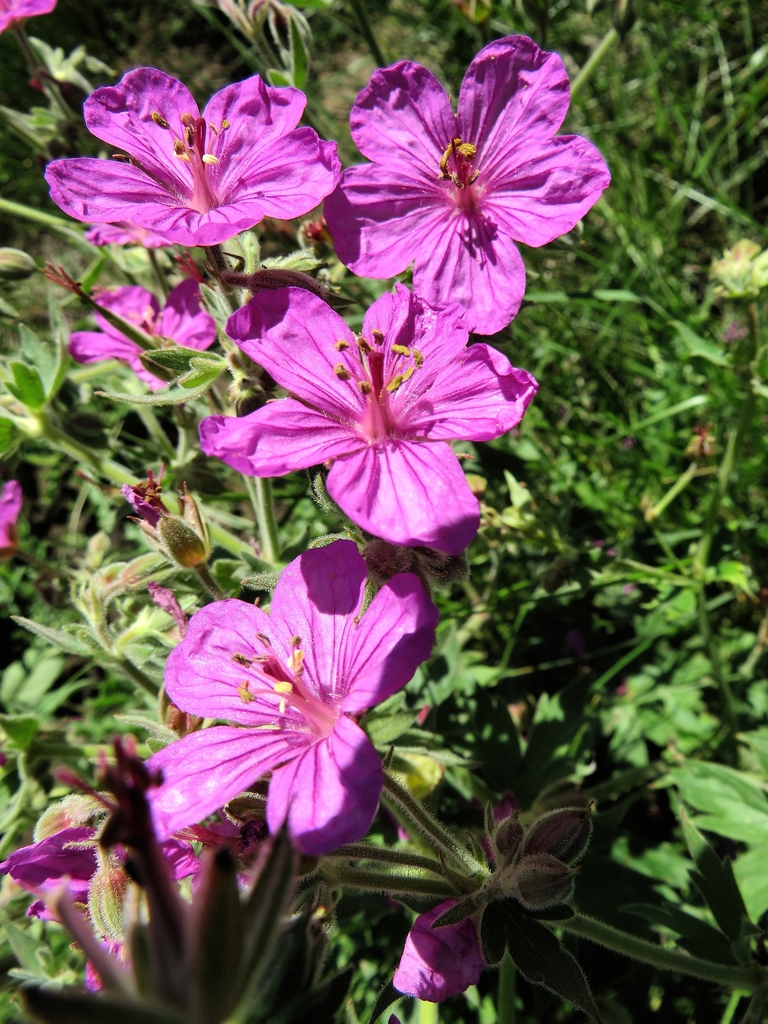 sticky geranium from Cypress Hills Interprovincial Park, Maple Creek No ...