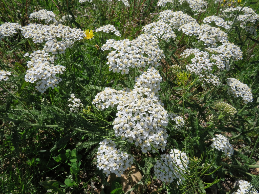 common yarrow from Cypress Hills Interprovincial Park, Maple Creek No ...