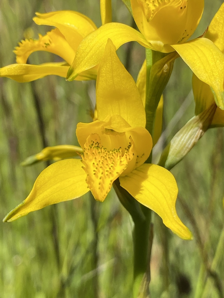 Chloraea barbata from Chesque, Villarrica, Región de La Araucania, CL ...
