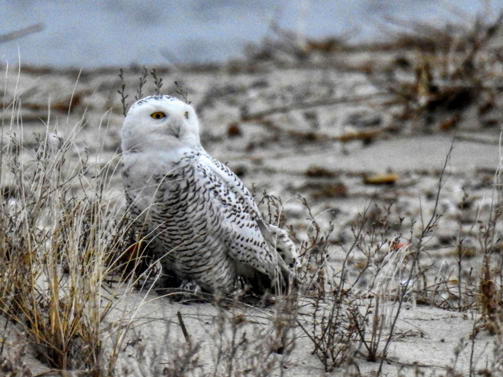 Snowy Owl from Fowler Beach, Prime Hook NWR on December 6, 2017 at 08: ...