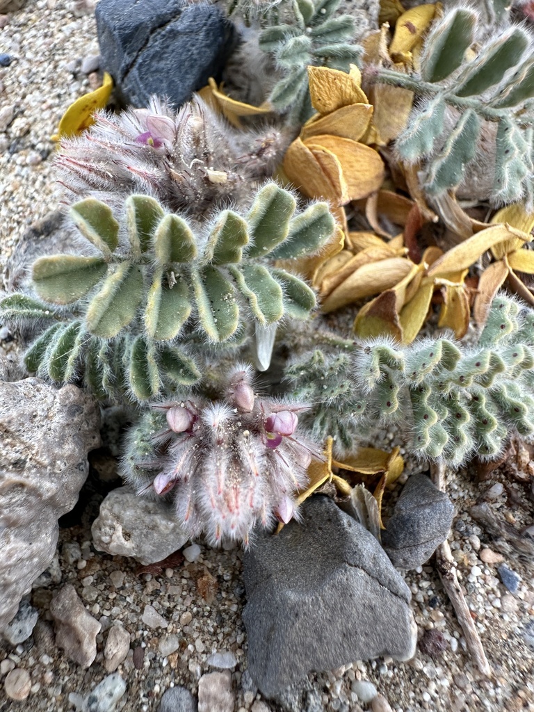 soft prairie clover from Inyo County, CA, USA on December 19, 2023 at ...