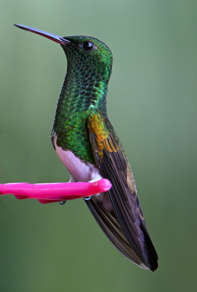 Snowy-bellied Hummingbird from Provincia de Puntarenas, Buenos Aires ...