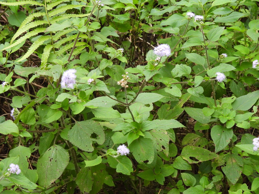 blue mistflower from Arthur R. Marshall Loxahatchee National Wildlife ...