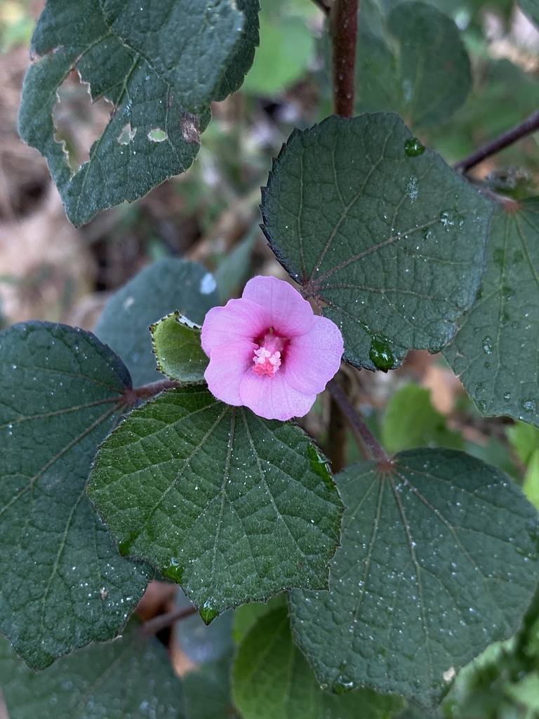 Caesar weed from Florida State Parks, Clermont, FL, US on December 24 ...