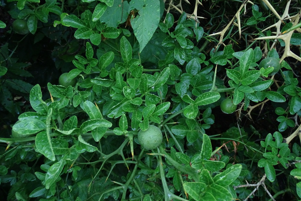trifoliate orange from Головинка, Краснодарский край, Россия, 354202 on ...