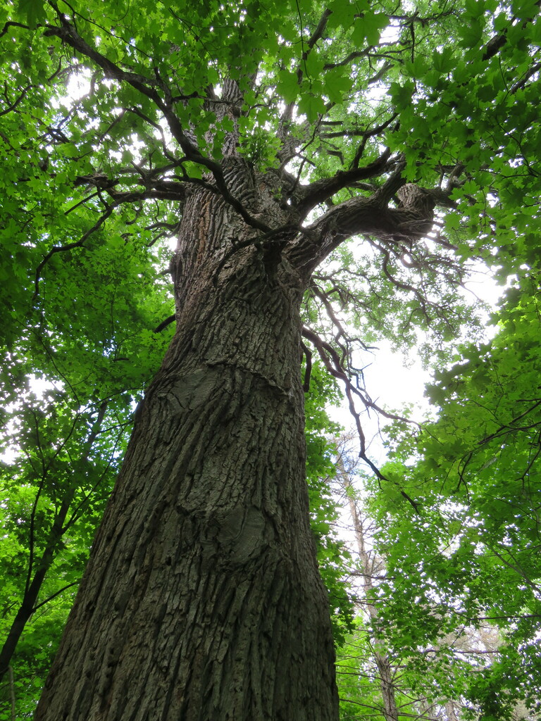 bur oak from Stormont, Dundas and Glengarry, CA-ON, CA on June 8, 2022 ...