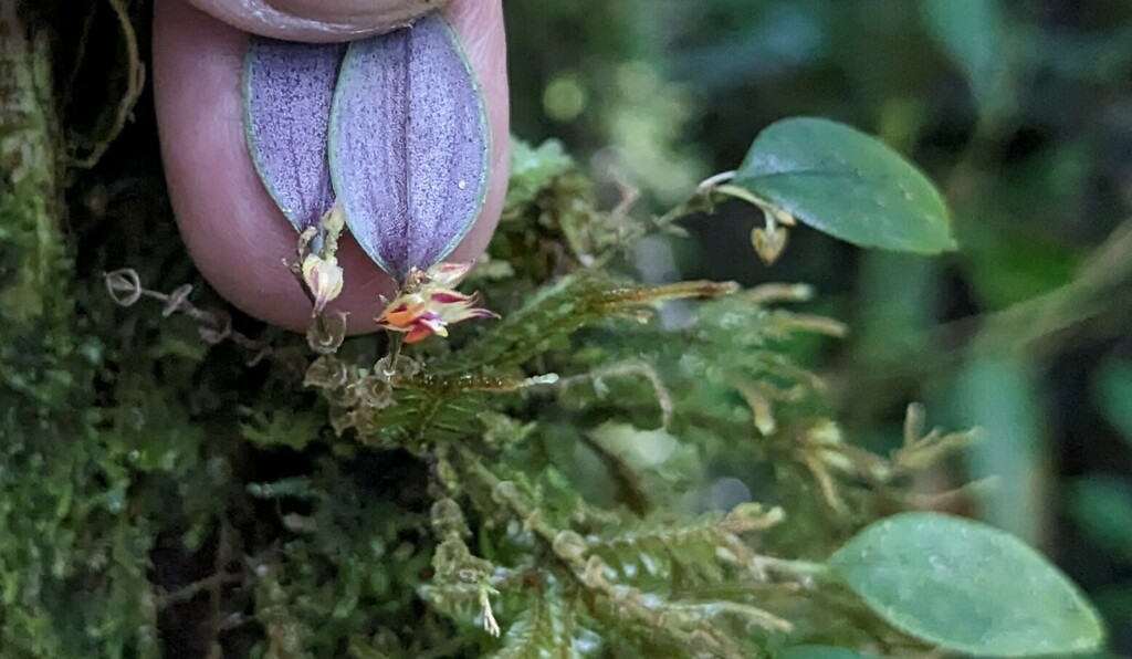 Lepanthes costaricensis (Orchids of Costa Rica; Orquídeas de Costa Rica ...