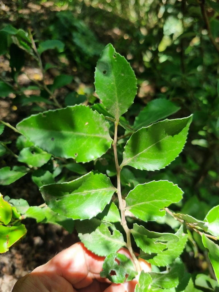 Koko Tree from Thabo Mofutsanyana District Municipality, South Africa ...