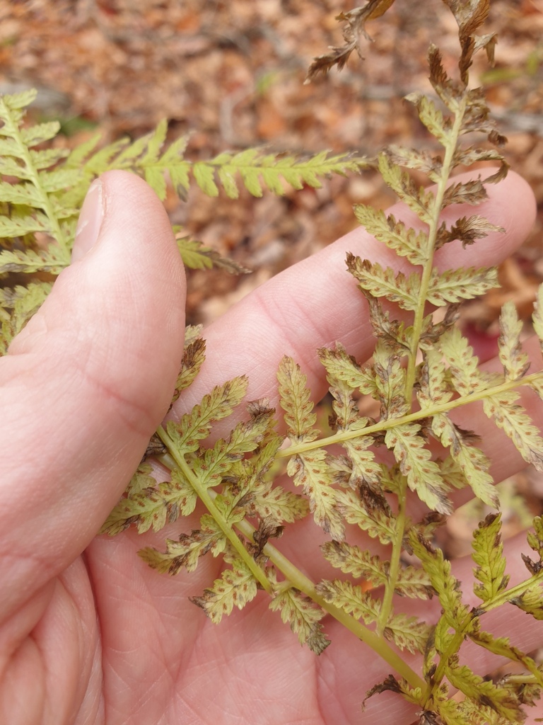 northern lady fern from Laurentides, QC, Canada on October 19, 2023 at ...