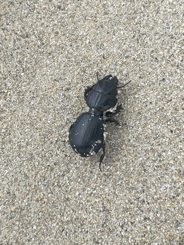 Scaraphites hirtipes from Glenelg Shire, Nelson, VIC, AU on December 24 ...