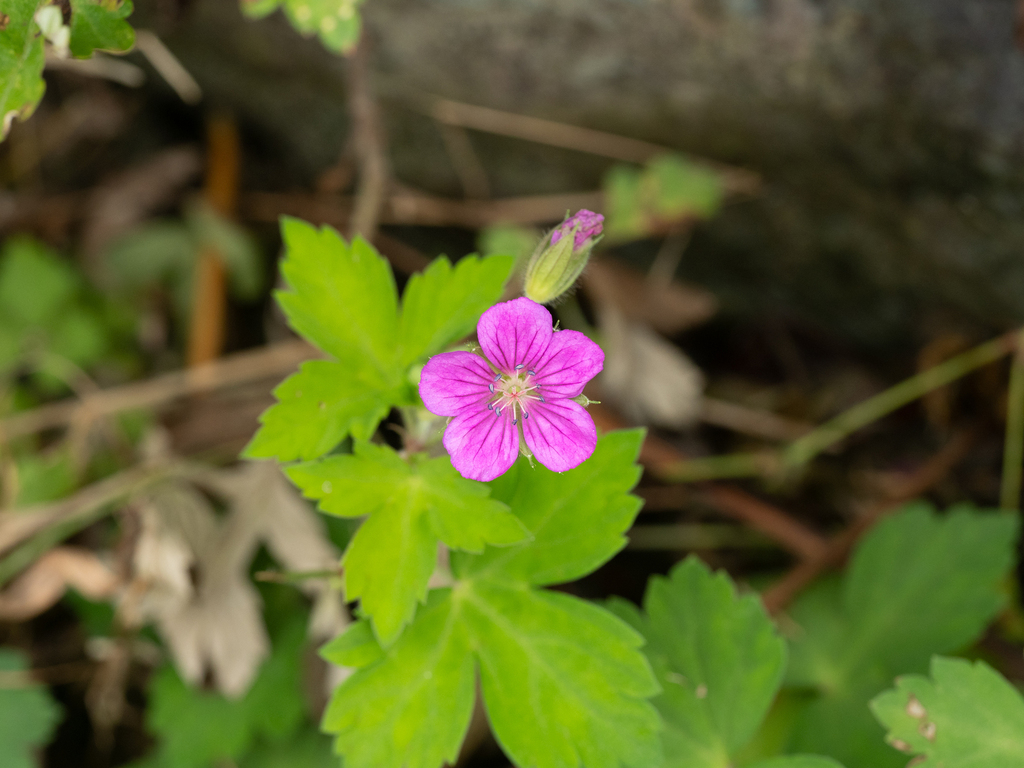 Thunberg's Geranium from Higashidoi, Otoyo, Nagaoka District, Kochi 789 ...