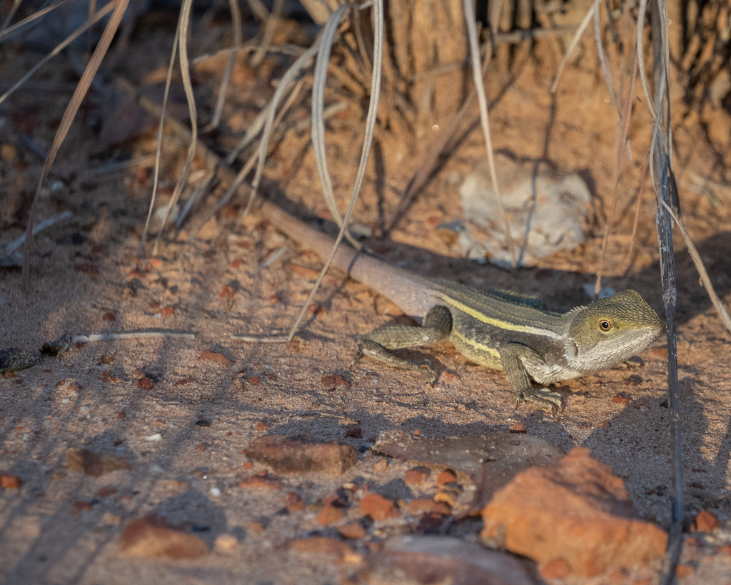 Nobbi Dragon from Chesterton Range National Park, Tyrconnel QLD 4467 ...