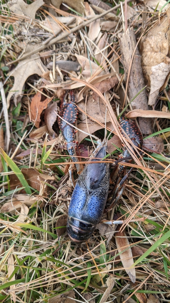Red Swamp Crayfish from Wilmington, DE 19810, USA on December 24, 2023 ...