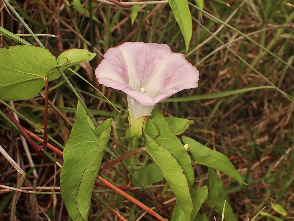 Calystegia sepium roseata in December 2023 by johneichler. Better ...