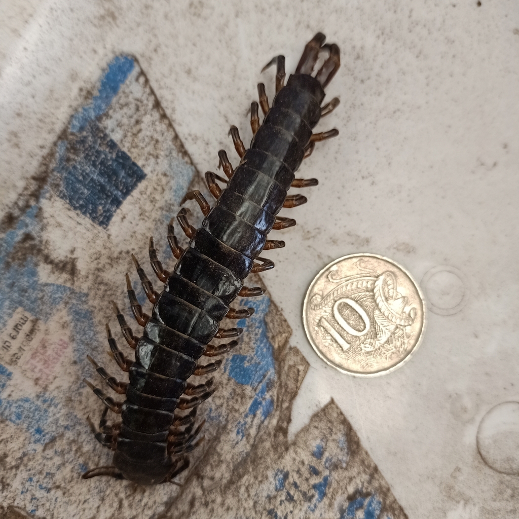 Scolopendrid Centipedes from Harlaxton QLD 4350, Australia on December ...