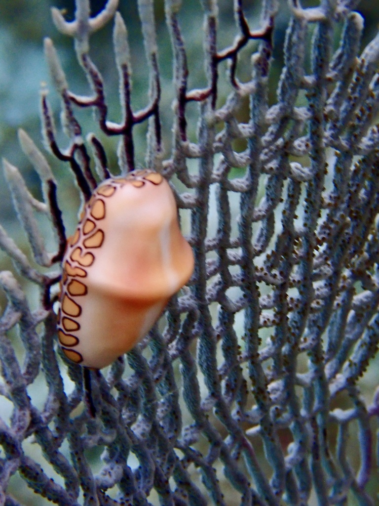 Flamingo Tongue Snail from BS on December 24, 2023 at 02:39 PM by ...