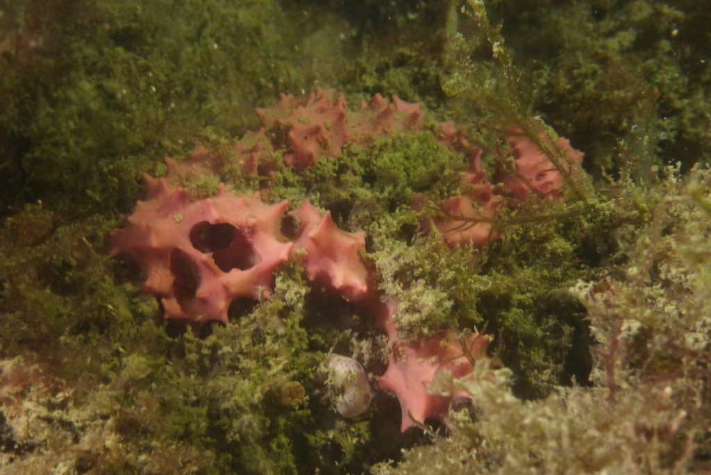 Encrusting rose sponge from South Australia, Australia on April 07 ...
