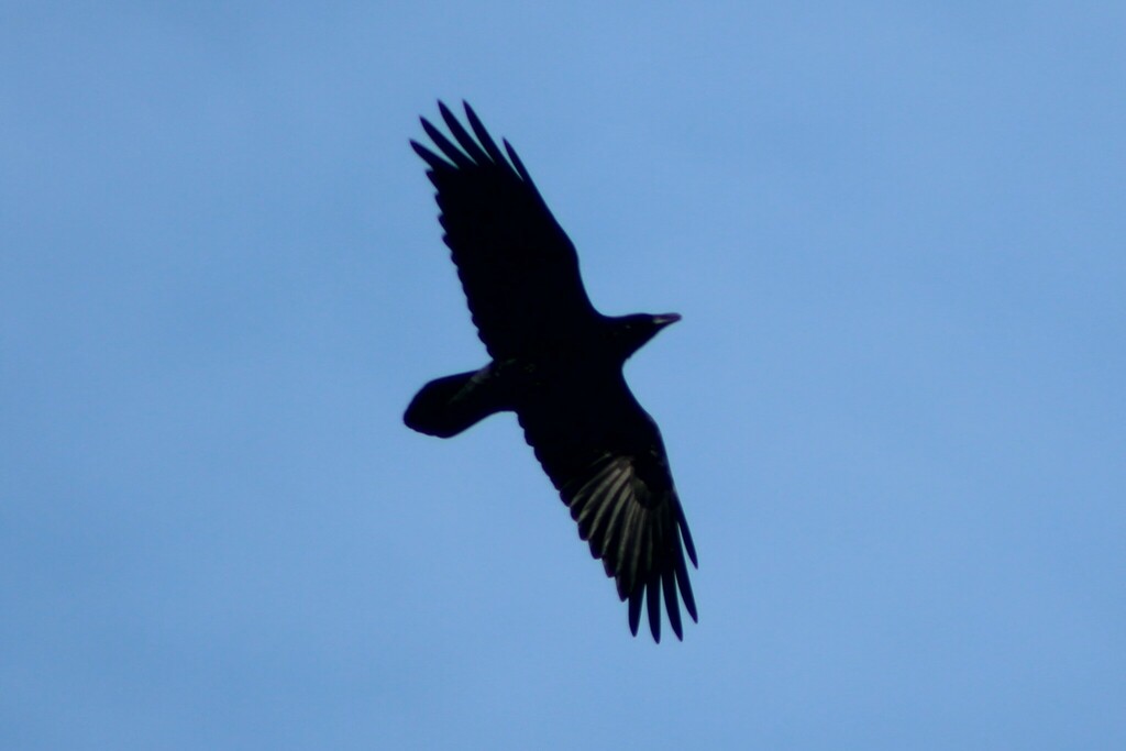 Common Raven from Asotin County, WA, USA on December 19, 2023 at 12:34 ...