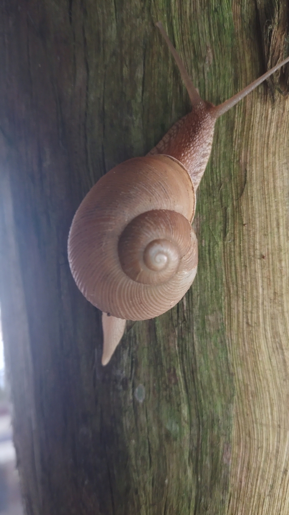 Cuban Brown Snail from La Gran Piedra on December 24, 2023 at 09:14 AM ...