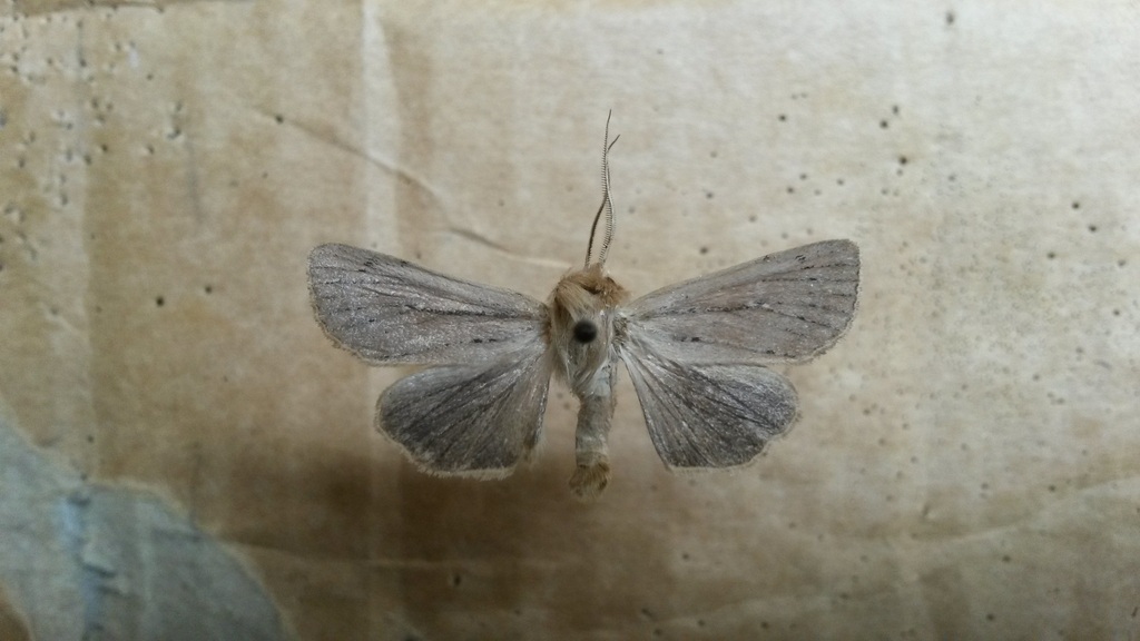 Cutworms and Dart Moths from Springfield, New Zealand on December 9 ...