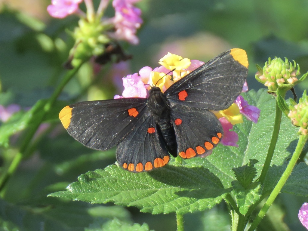 Red-bordered Pixie from Blue Bunting Lodge on December 24, 2023 at 11: ...