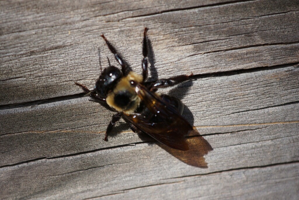 South Florida Eastern Carpenter Bee from Big Cypress, FL, USA on ...